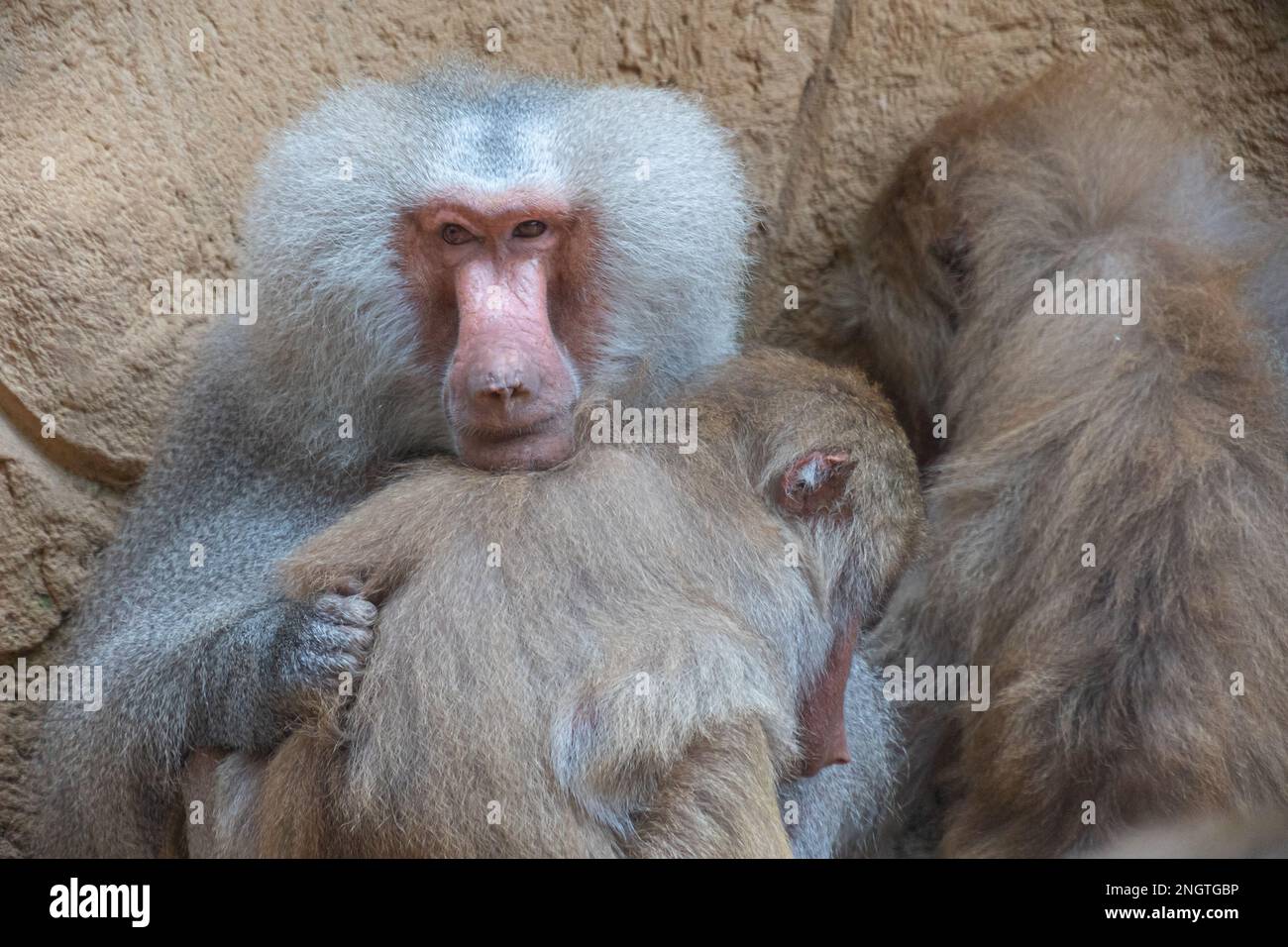 Three baboons (papio) sitting close together Stock Photo - Alamy