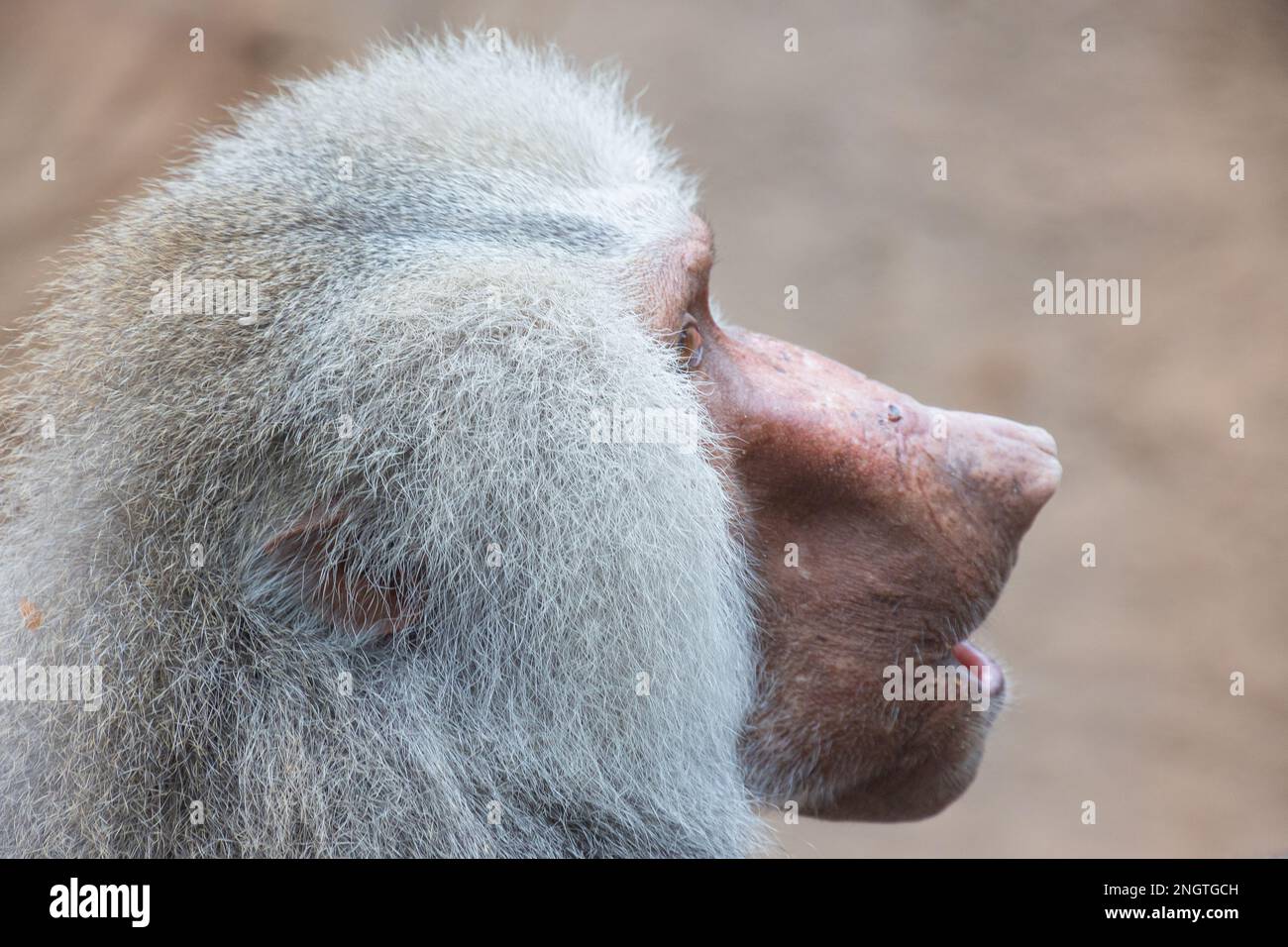Portrait of a male baboon (papio Stock Photo - Alamy