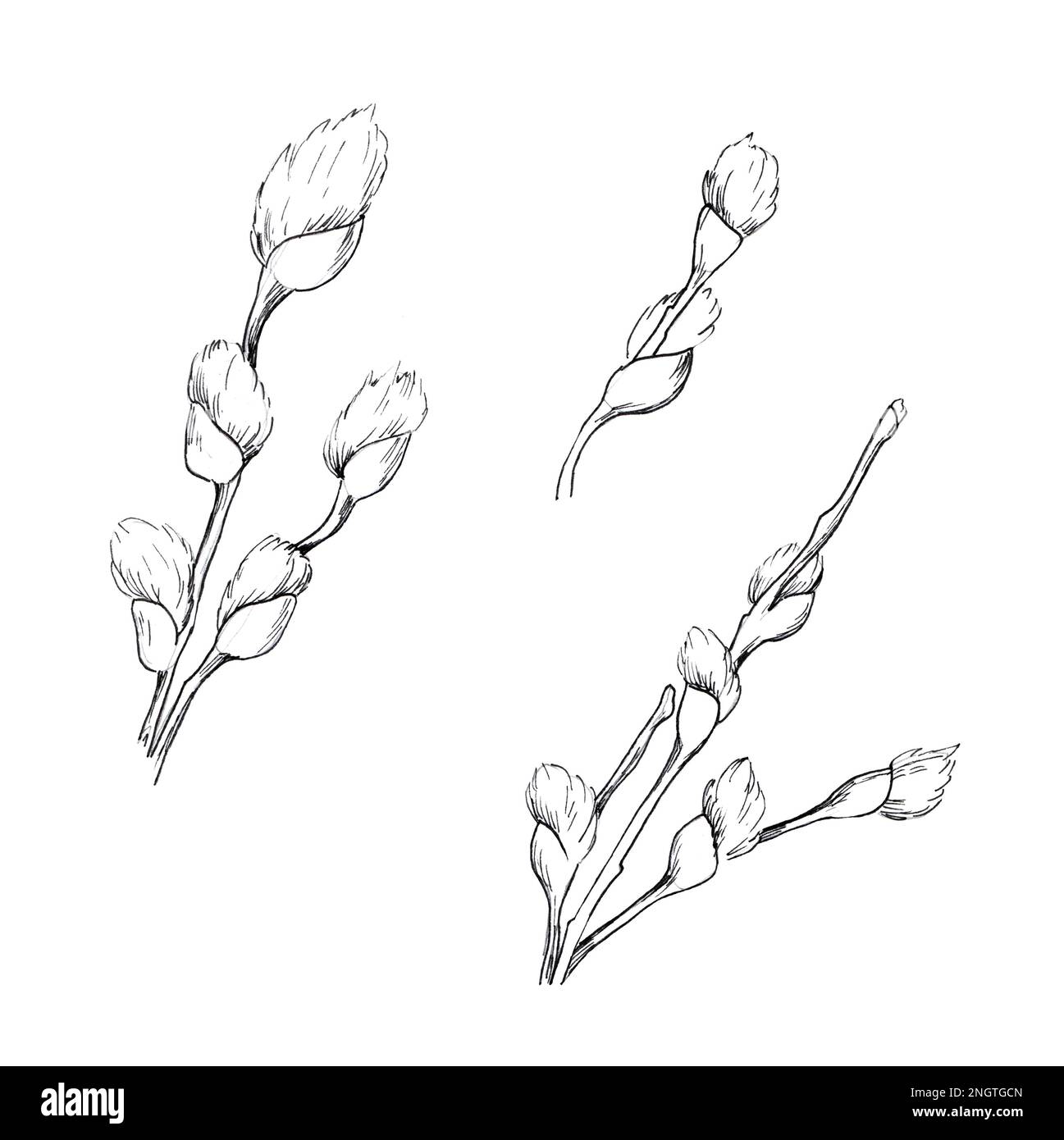 Illustration in graphics. Willow branch. Spring line drawing. Easter ...