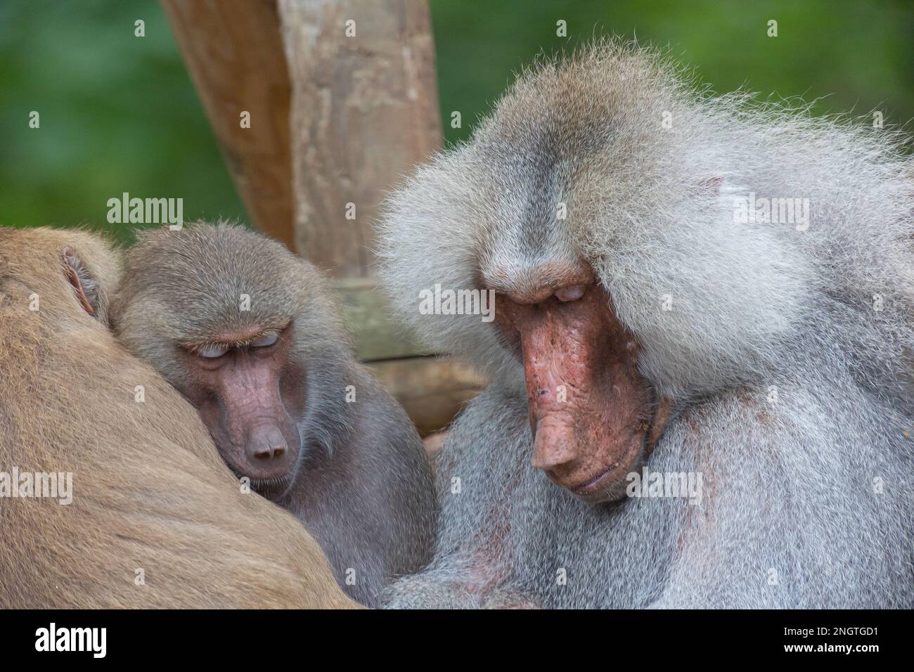 Sleeping male female sit hi-res stock photography and images - Alamy