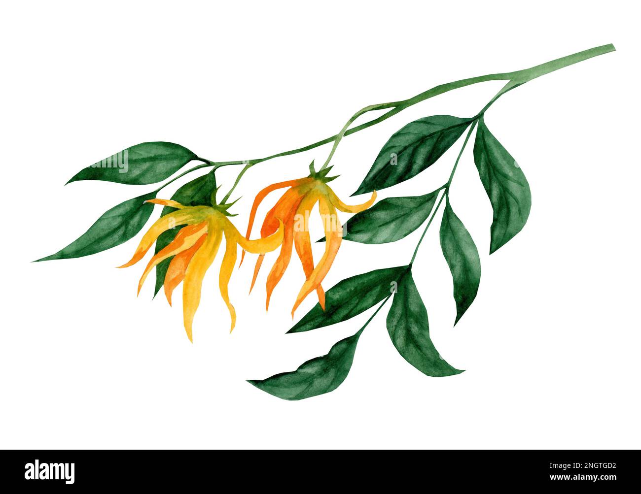 Ylang-Ylang yellow flowers with green leaf. Watercolor hand drawn ...