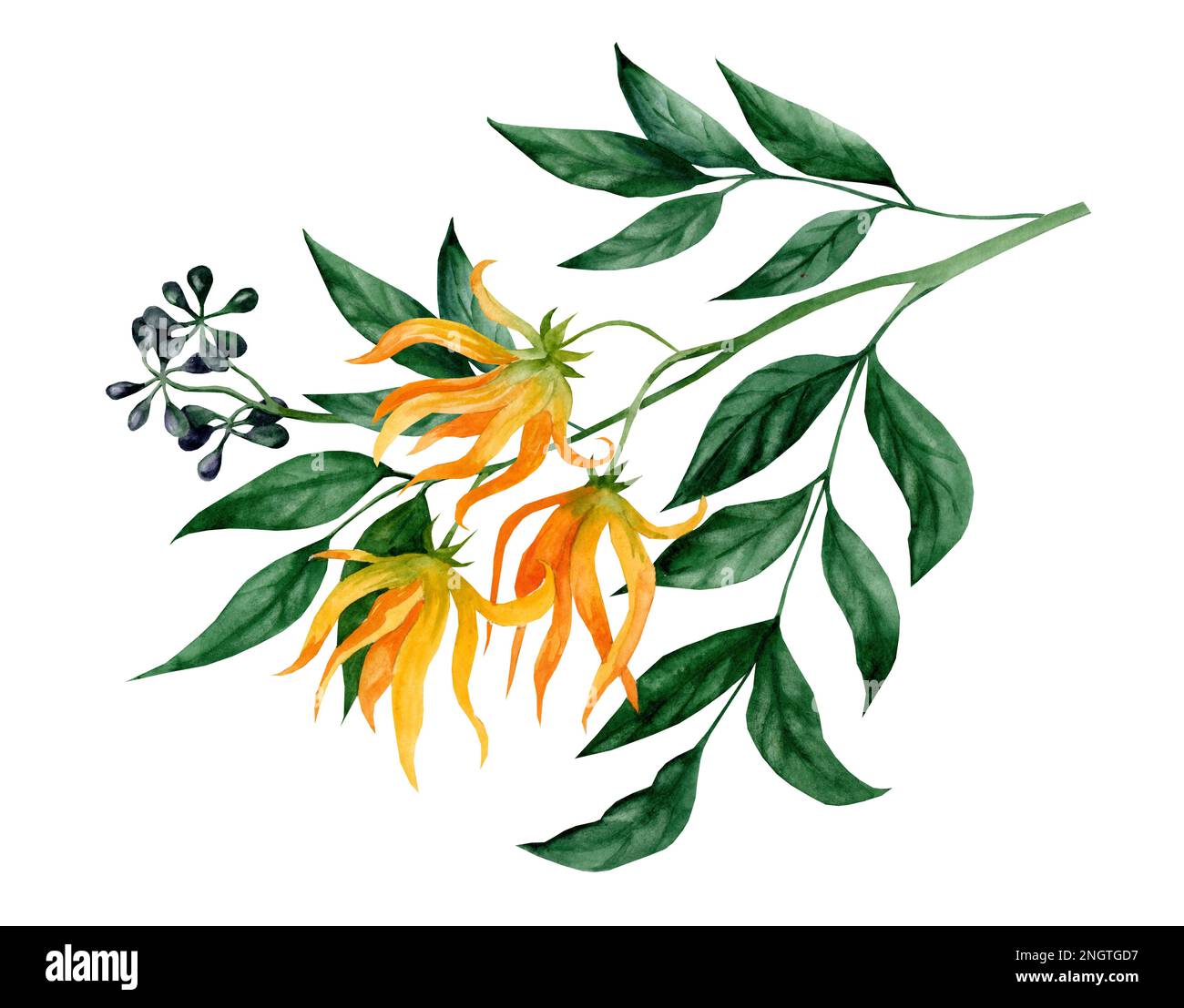 Ylang-Ylang yellow flowers with green leaf. Watercolor hand drawn ...