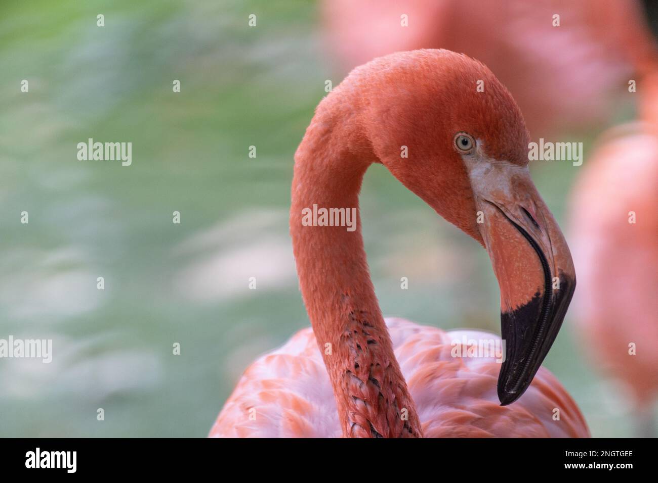 Camera to watch wildlife hi-res stock photography and images - Alamy