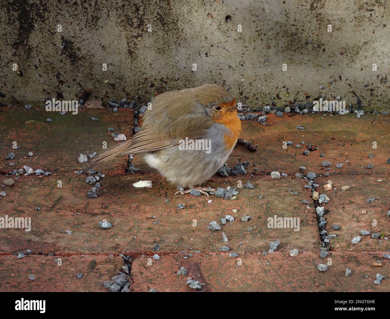 Rotkehlchen nest hi-res stock photography and images - Alamy