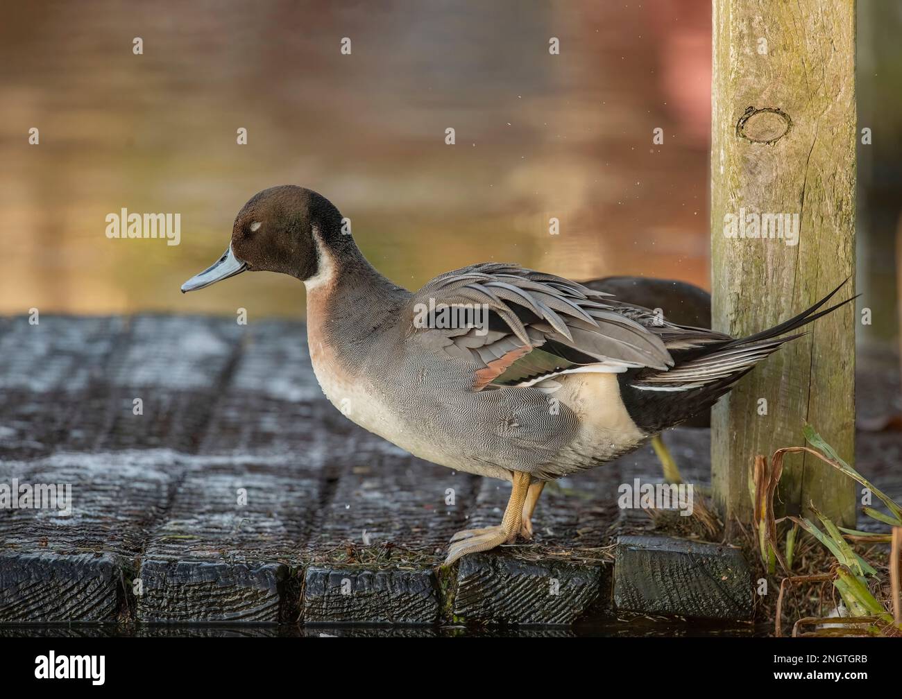 Pintail duck uk hi-res stock photography and images - Alamy