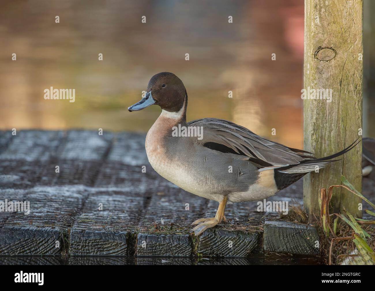 Pintail duck, anas acuta, male, standing, close up in winter in the uk ...