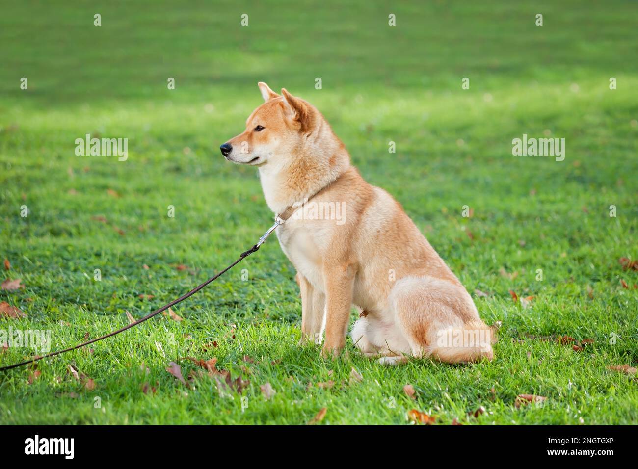 Cute little shiba inu hi-res stock photography and images - Alamy