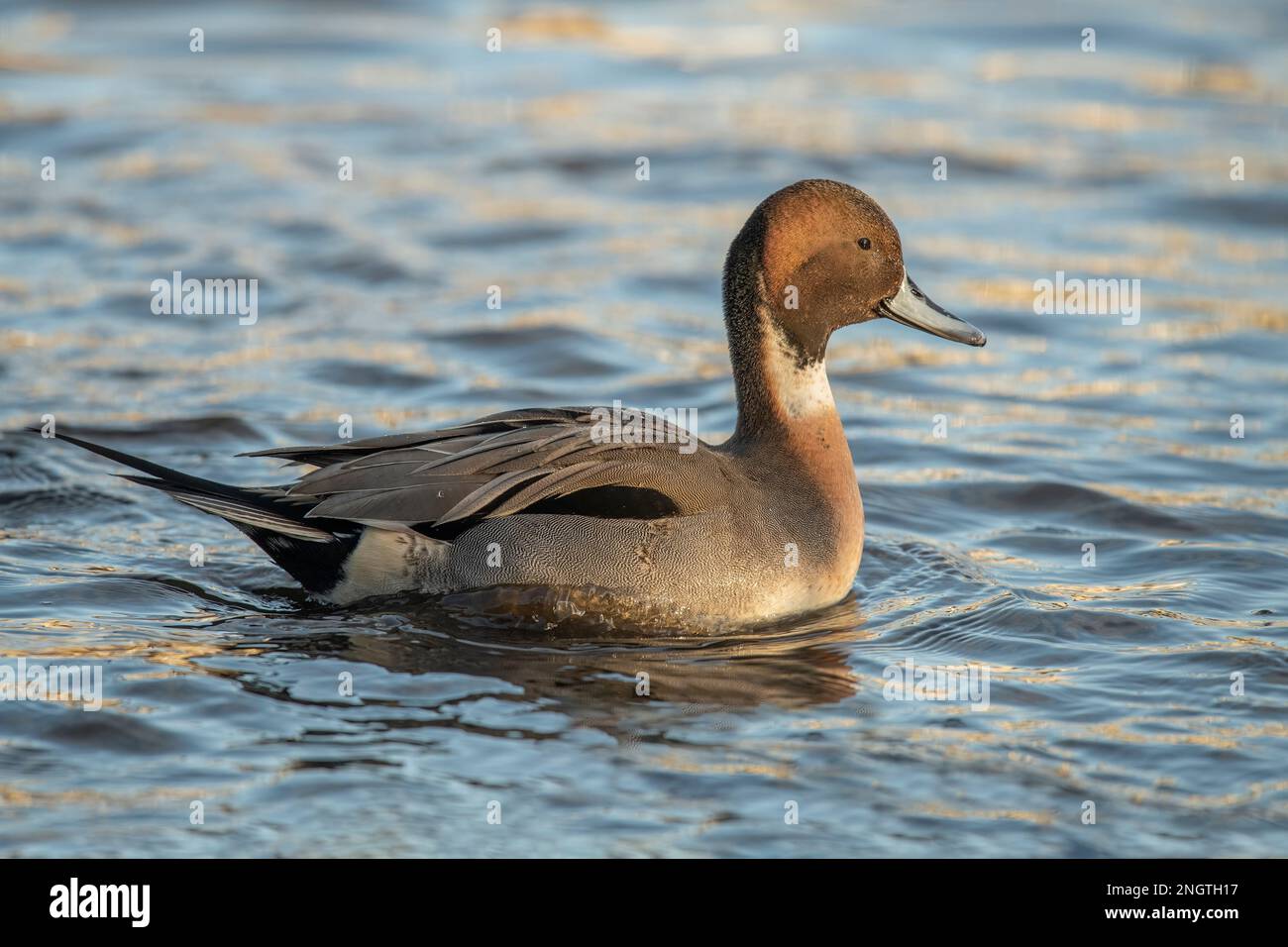 Pintail duck, anas acuta, male, swimming in the water, close up in ...