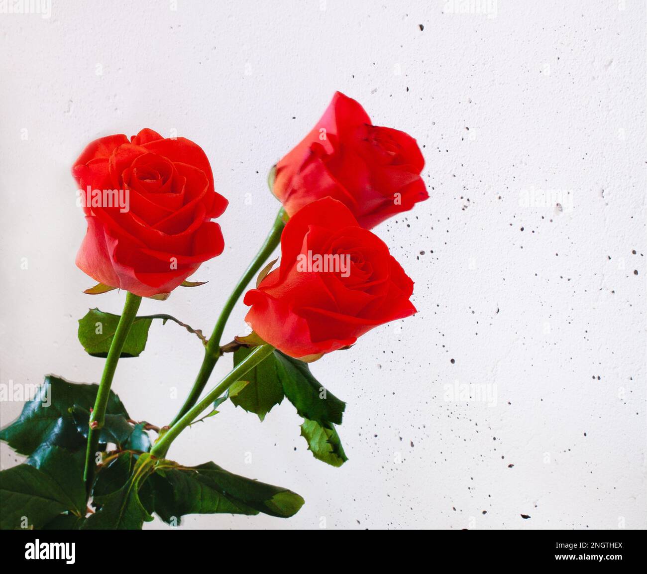 Coral red rose hi-res stock photography and images - Alamy