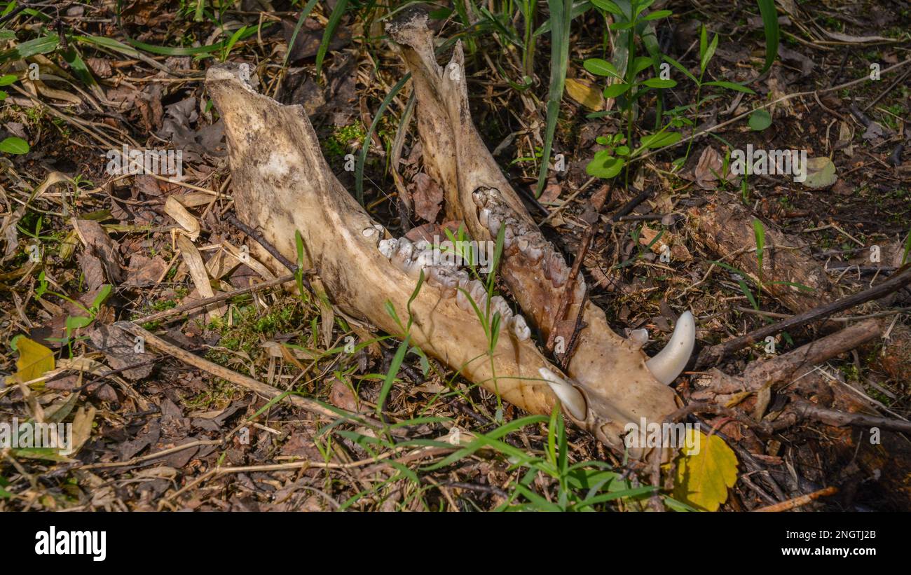 Wild boar skull hi-res stock photography and images - Alamy