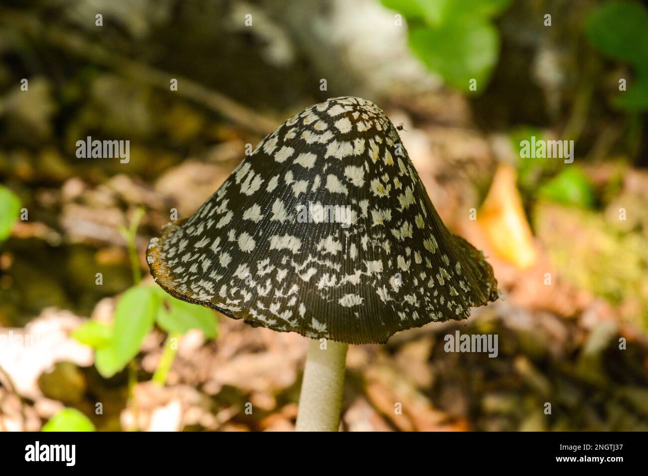 macro view of a poisonous black spotted mushroom Stock Photo - Alamy