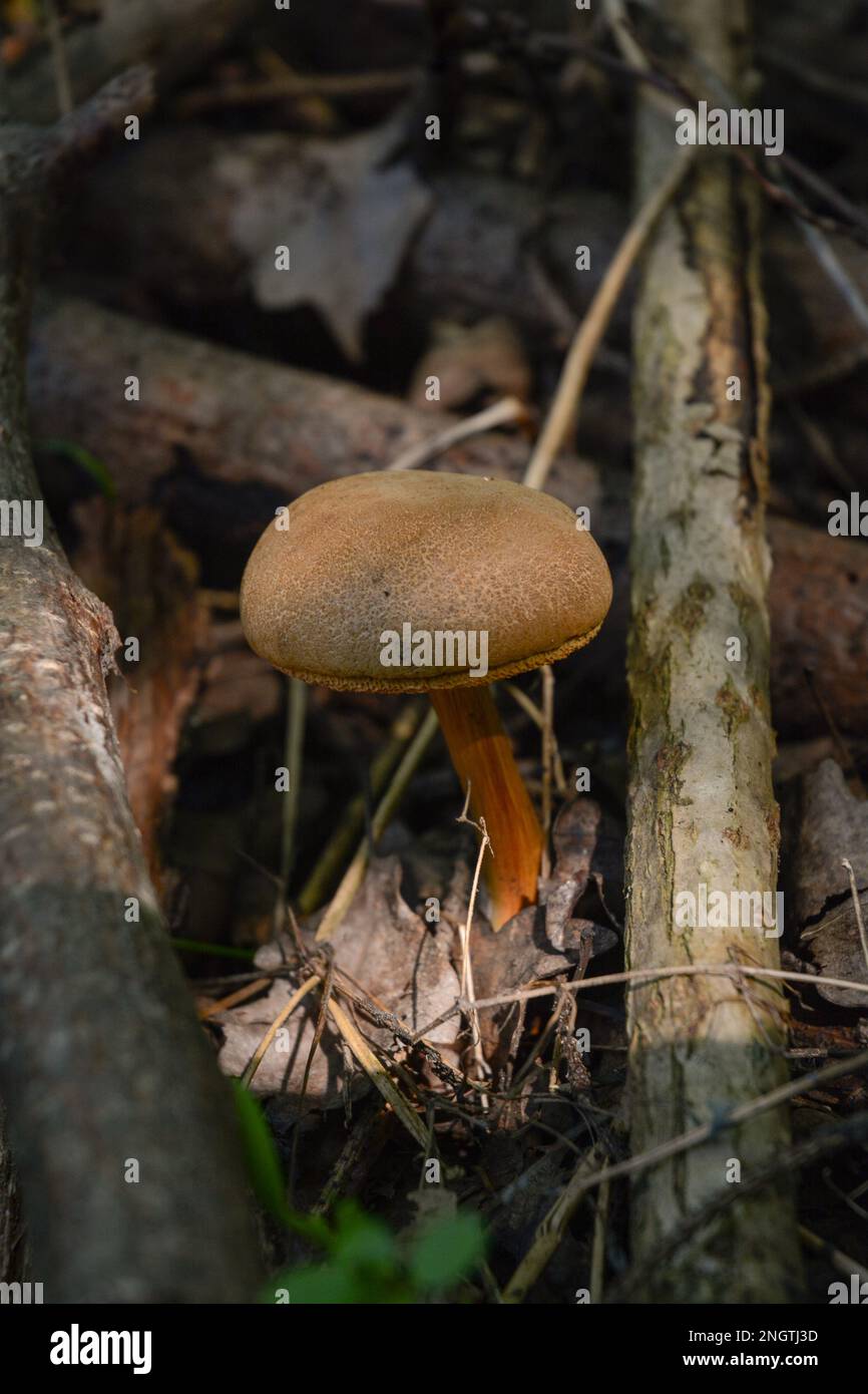 Top view of a young Red cracked bolete mushroom growing in between a ...
