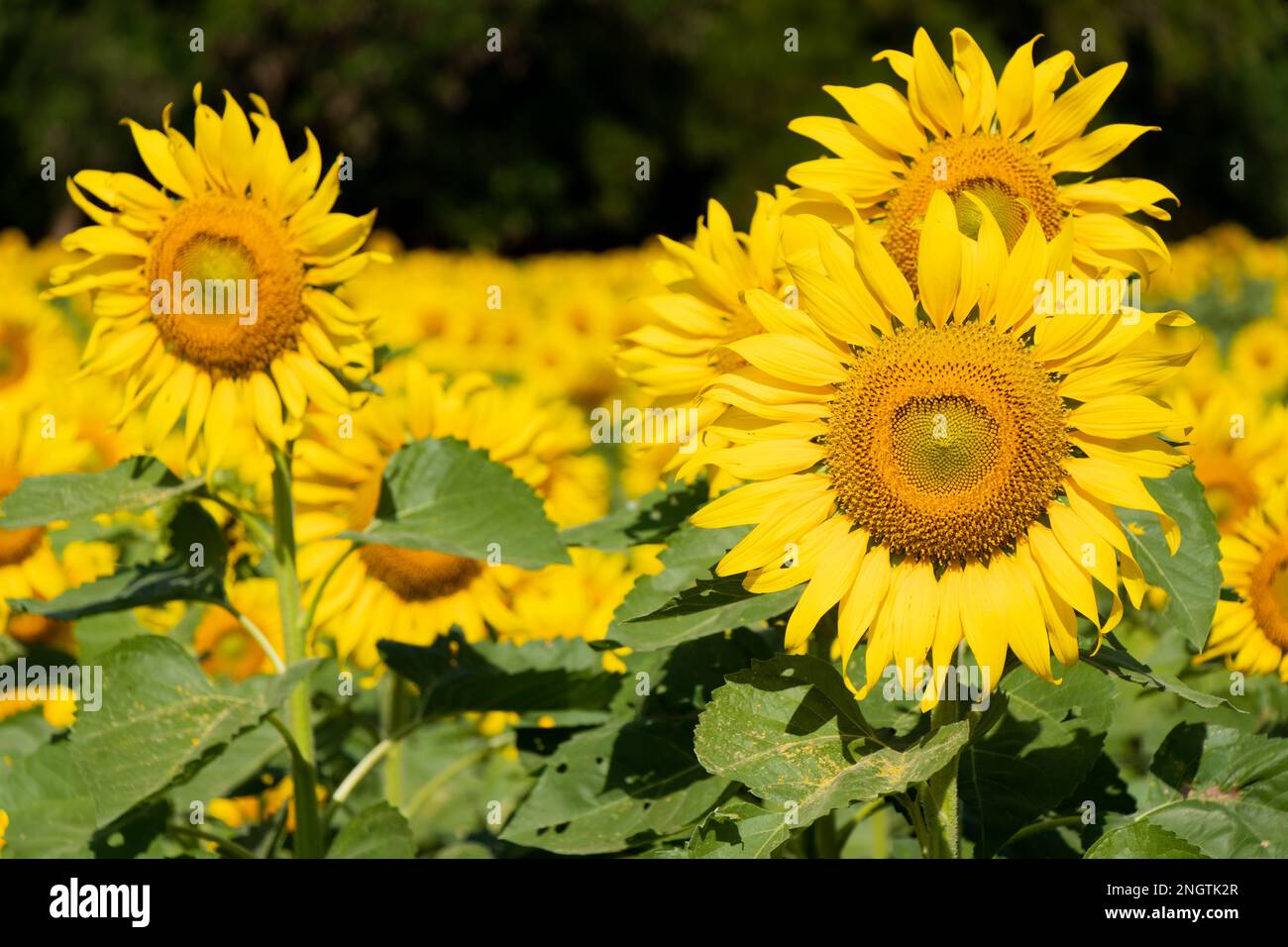 Beautiful yellow color sunflower in the agriculture farm background ...
