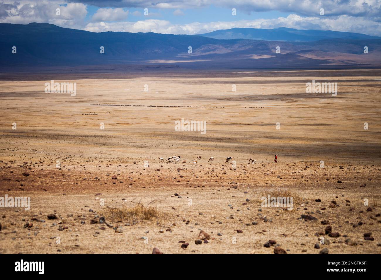 ngorongoro crater wildlife, africa, tansania Stock Photo - Alamy