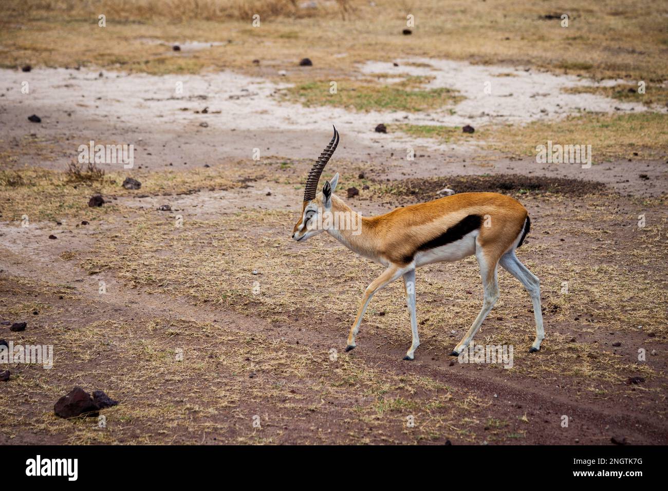 gazelle wildlife, africa, tansania, ngorongoro Stock Photo - Alamy