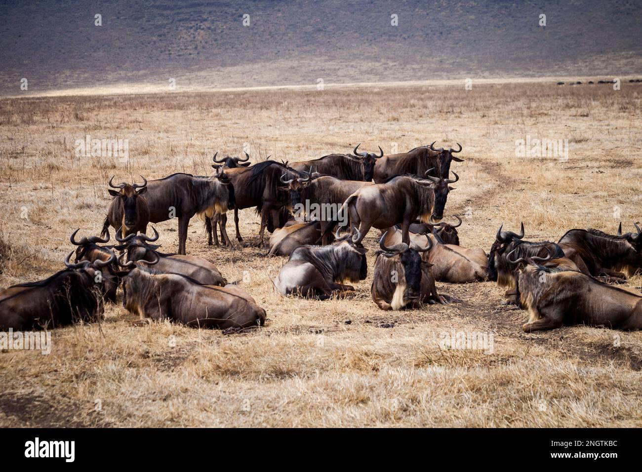 group of gnus wildlife, africa, tansania, ngorongoro Stock Photo - Alamy