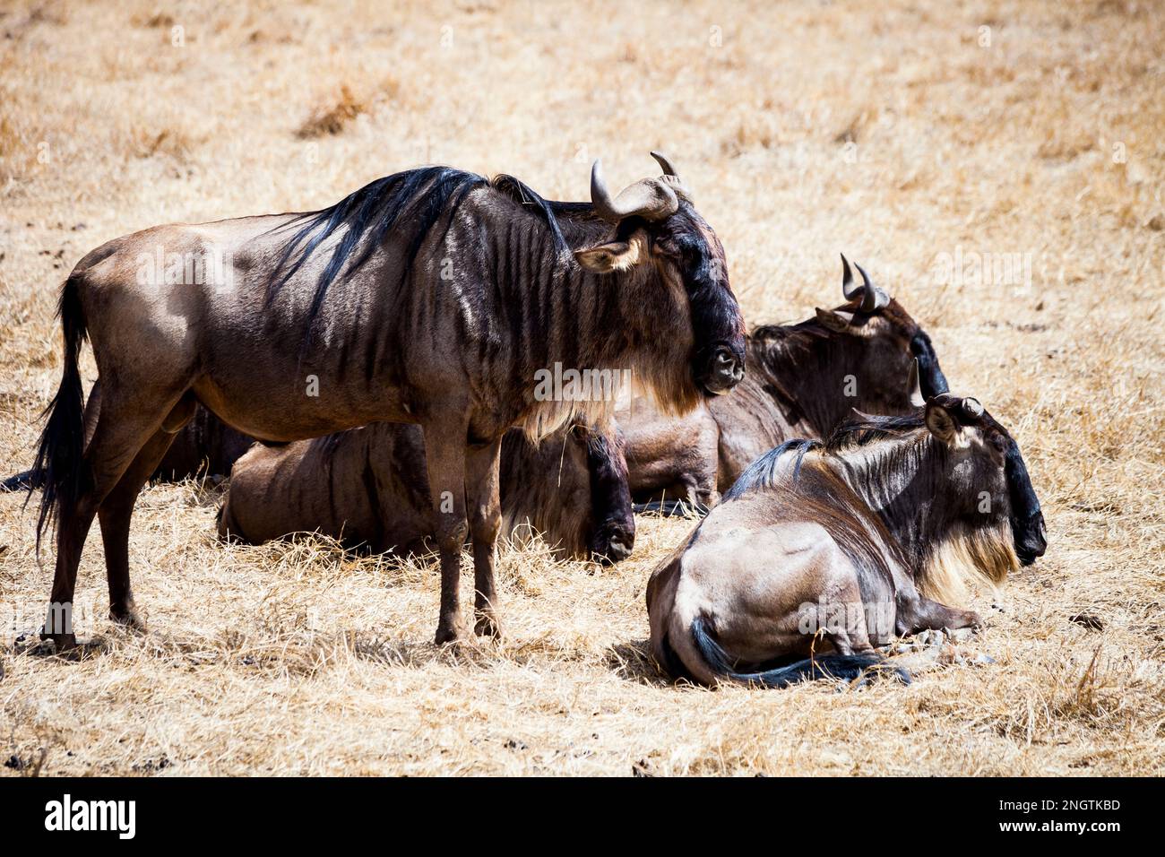 group of gnus wildlife, africa, tansania, ngorongoro Stock Photo - Alamy