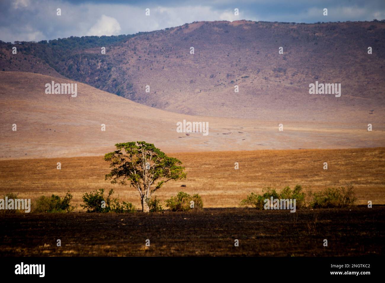 ngorongoro crater wildlife, africa, tansania Stock Photo - Alamy