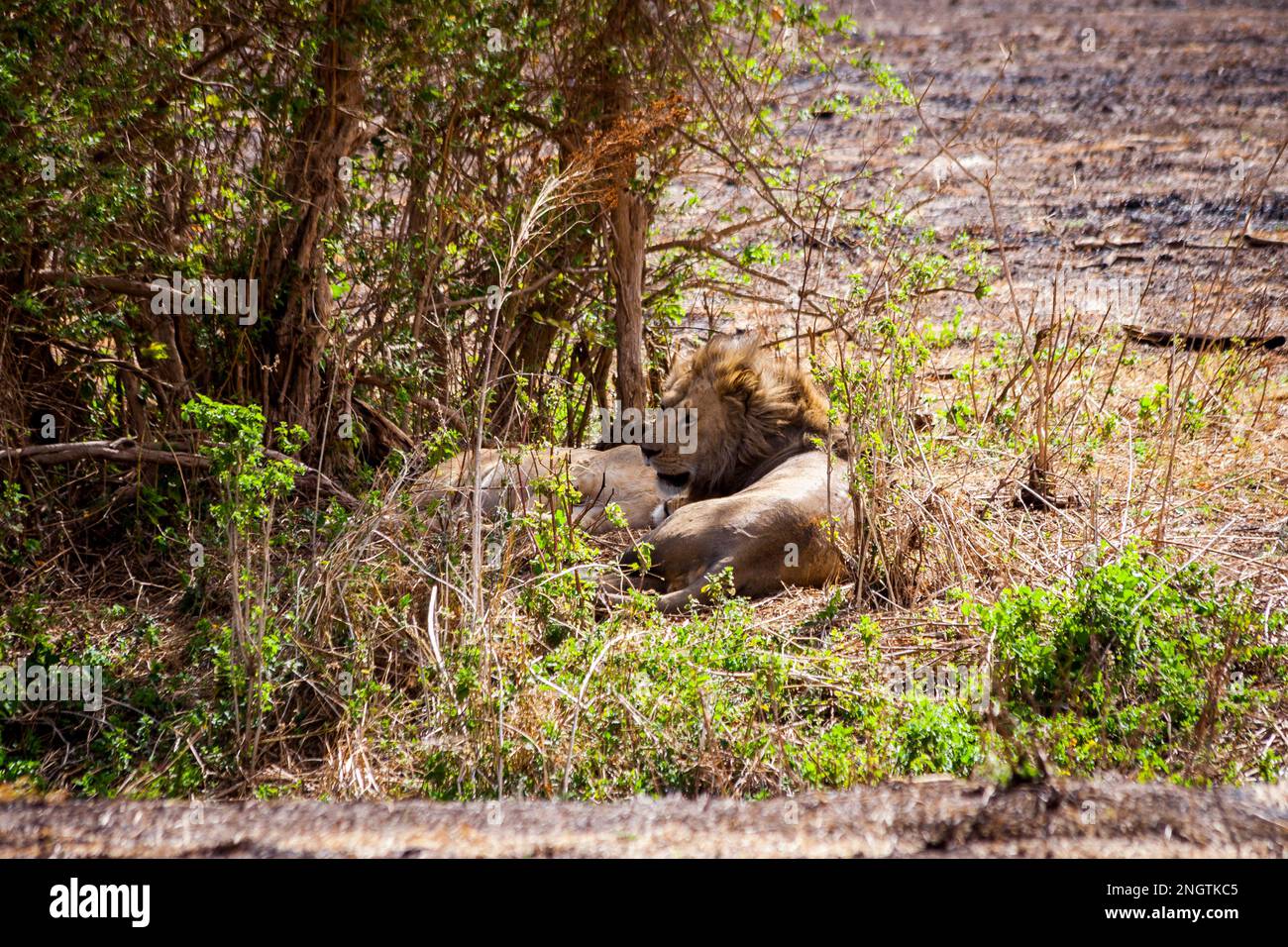 lions resting in the bush wildlife, africa, tansania Stock Photo - Alamy