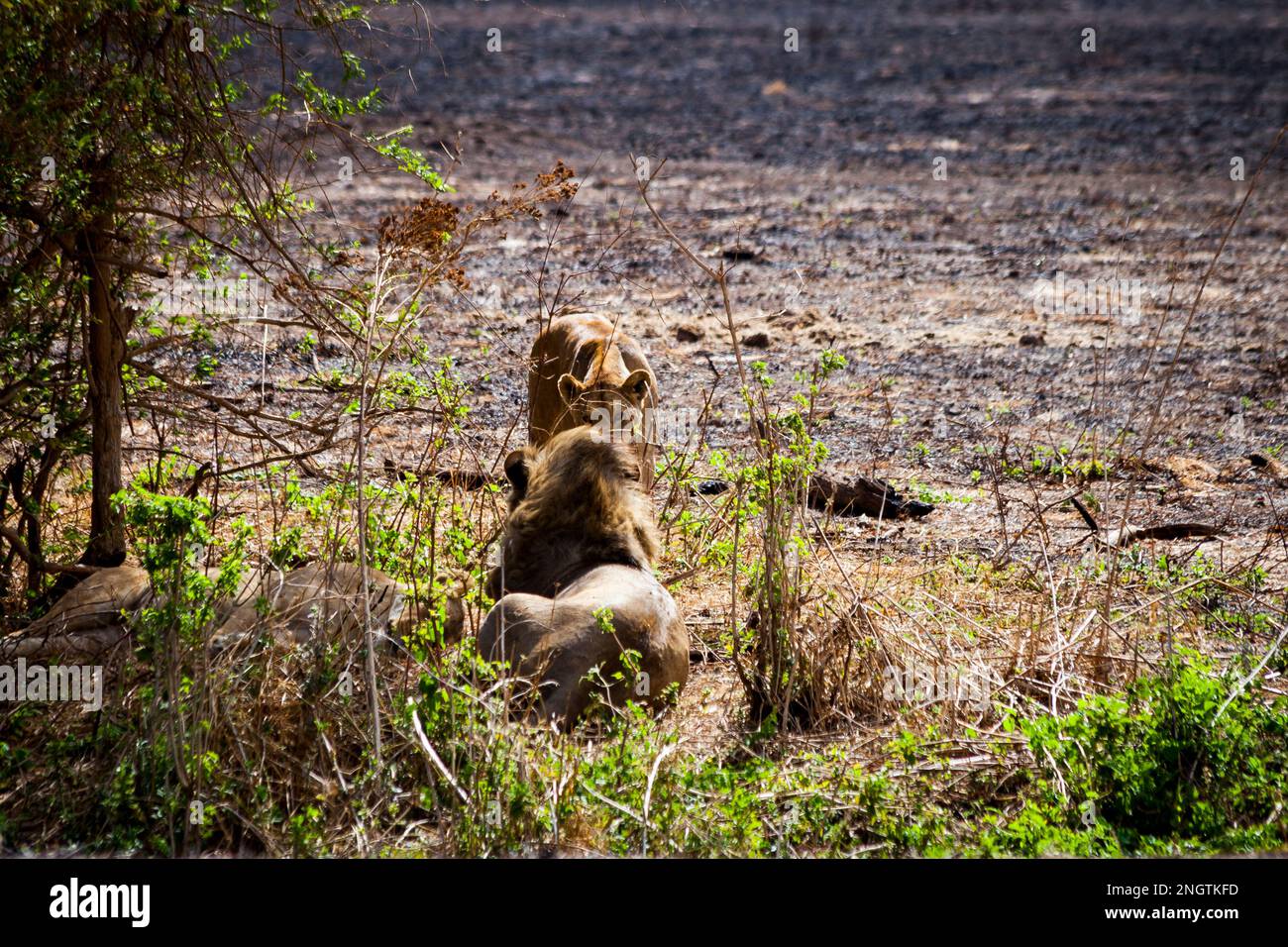 lions resting in the bush wildlife, africa, tansania Stock Photo - Alamy