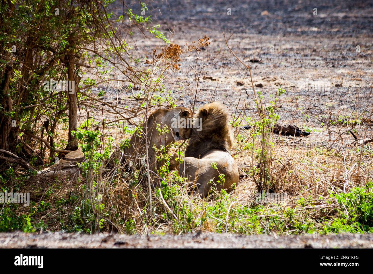 lions resting in the bush wildlife, africa, tansania Stock Photo - Alamy