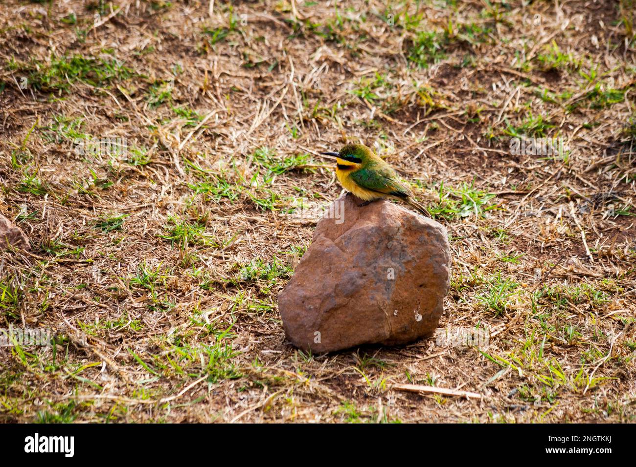 Bird sitting on stone wildlife, africa, tansania, ngorongoro Stock ...