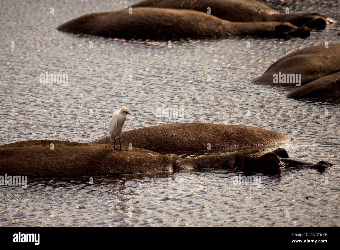 hippos in water, bird sitting on hippo, wildlife, africa, tansania ...
