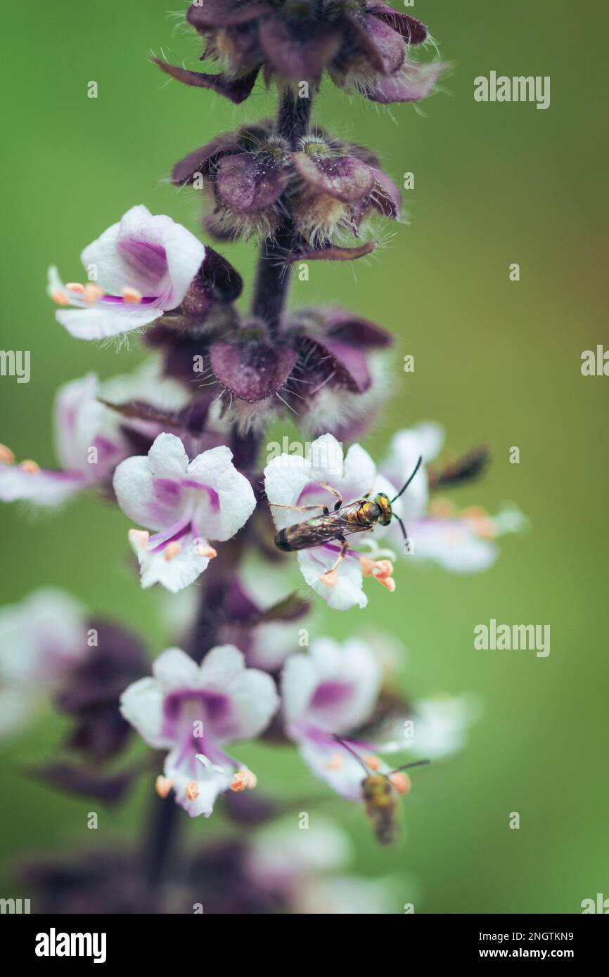 Colorful insects hi-res stock photography and images - Alamy