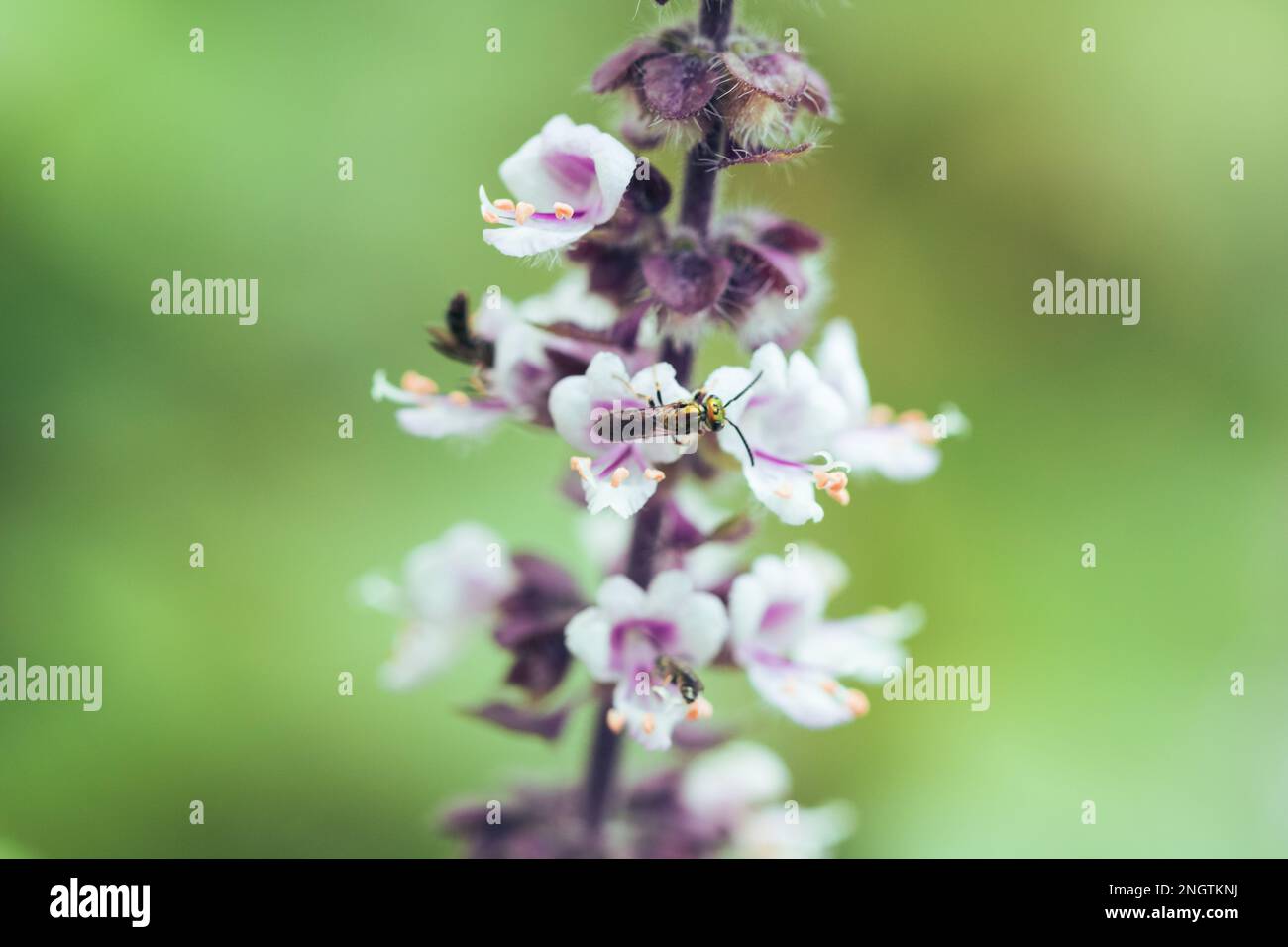 Colorful insects hi-res stock photography and images - Alamy