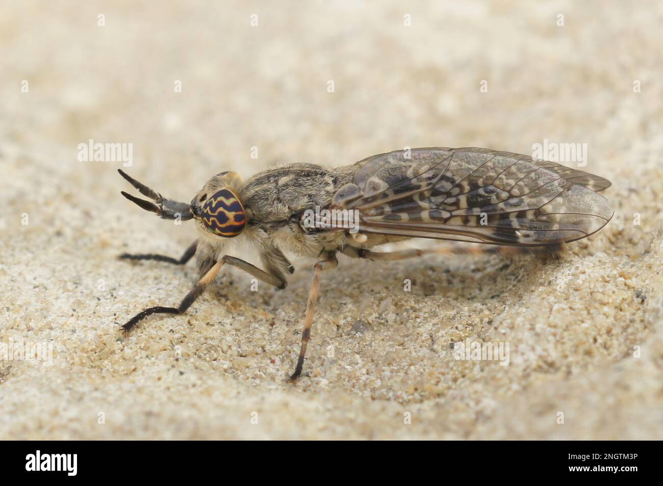 Detailed closeup on a European horse or cleg fly, Haematopota italica ...
