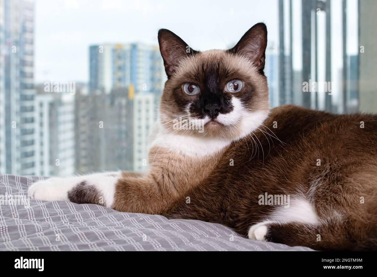 Siamese cat at the window on the background of the city Stock Photo - Alamy