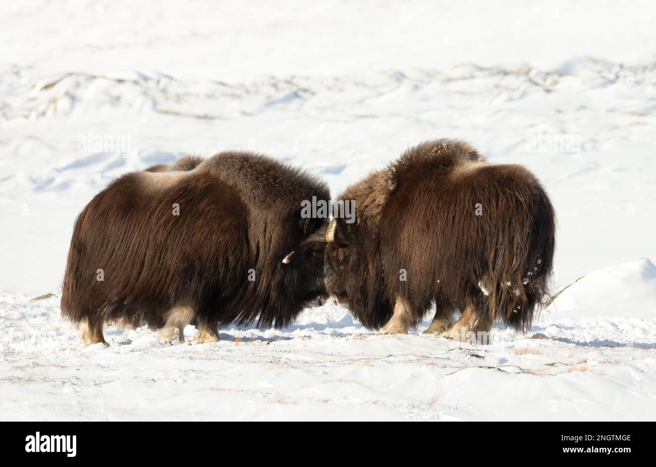 Close up of Musk Oxen fighting in winter, Norway, Dovrefjell National ...