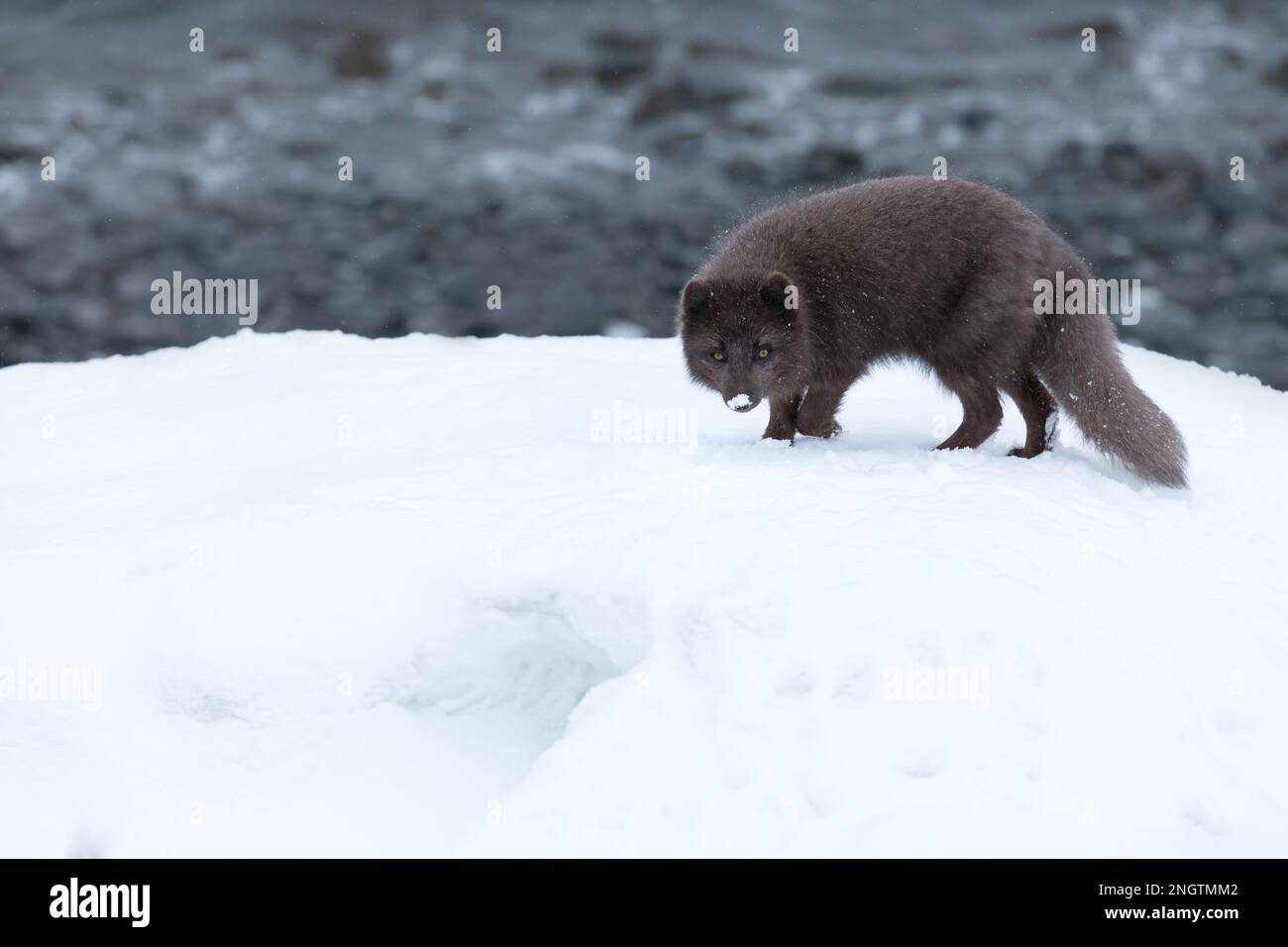 Arctic fox face hi-res stock photography and images - Alamy