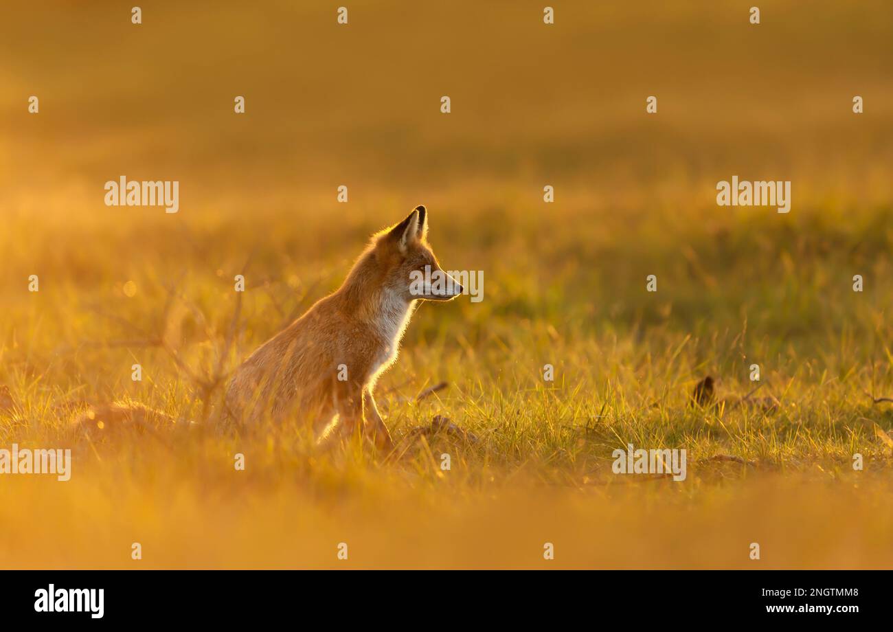 British red fox sitting hi-res stock photography and images - Alamy