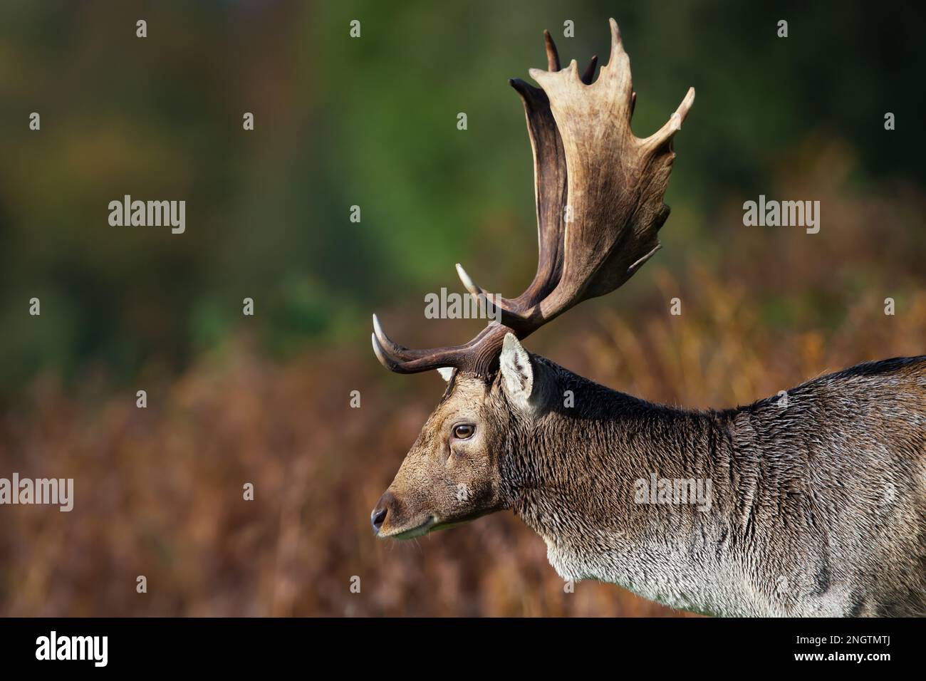 Animal behavior dama dama hi-res stock photography and images - Alamy