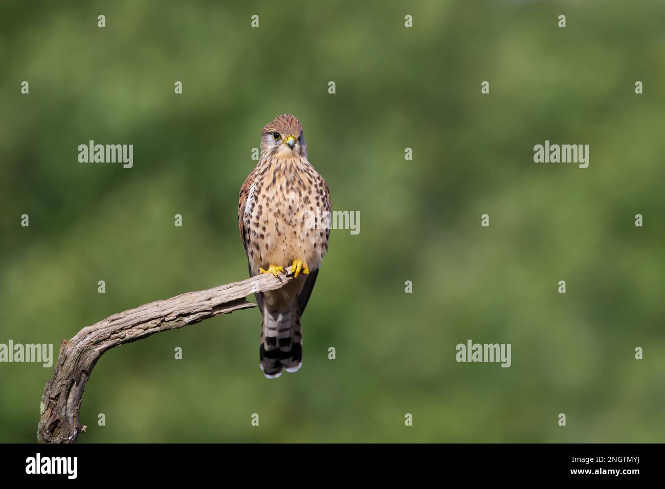 Close up of a common kestrel perched on a tree branch against green ...