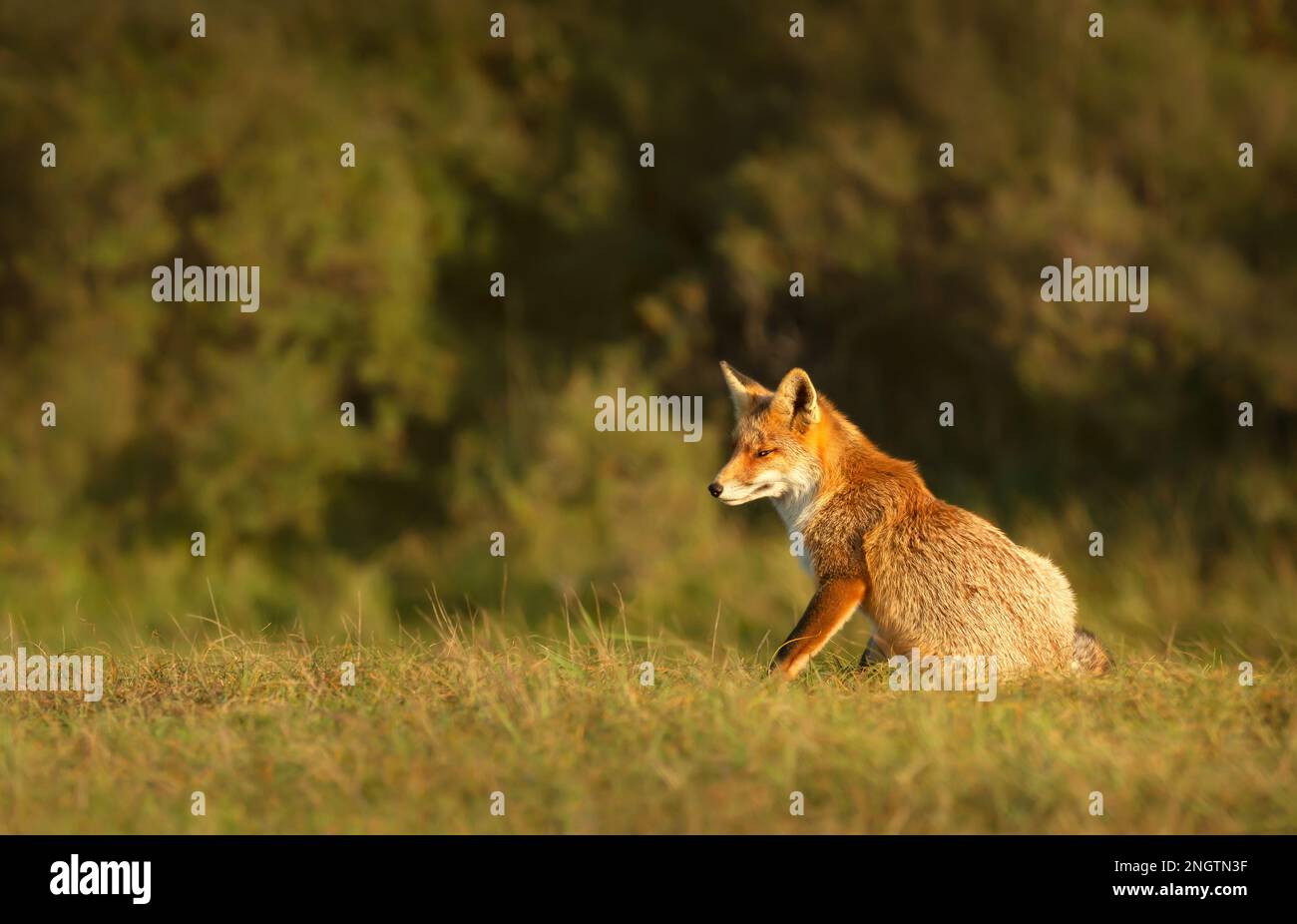 Close up of a red fox sitting in the meadow, UK Stock Photo - Alamy