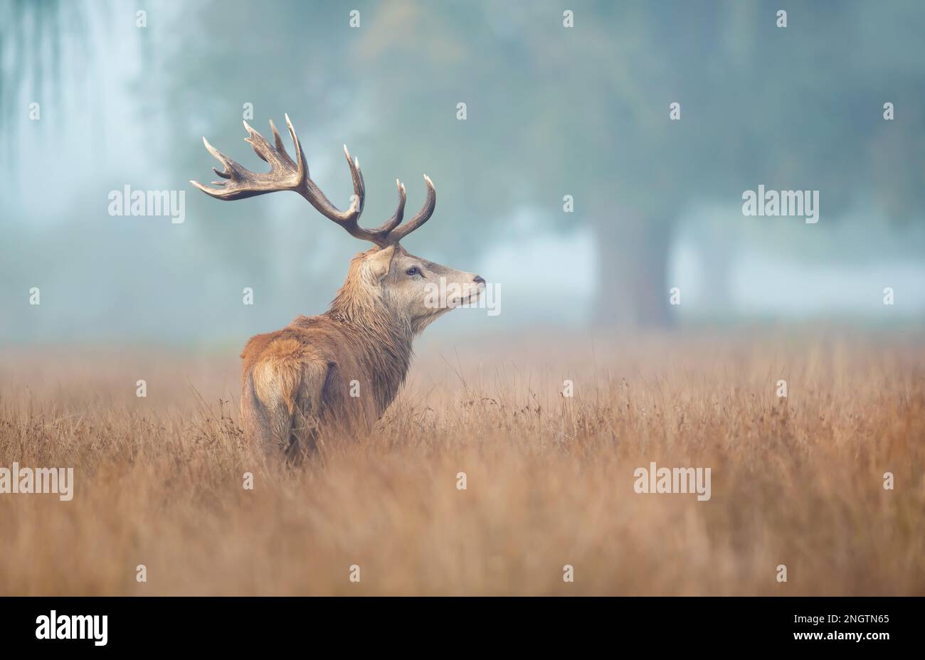 Close up of a red deer stag in the morning mist, UK Stock Photo - Alamy