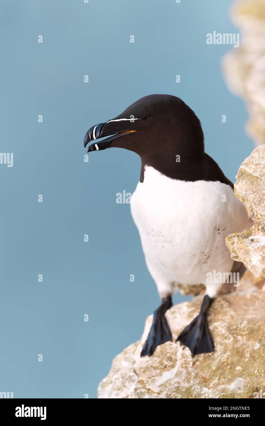 Close up of a Razorbill on cliffs against blue background, Bempton, UK ...