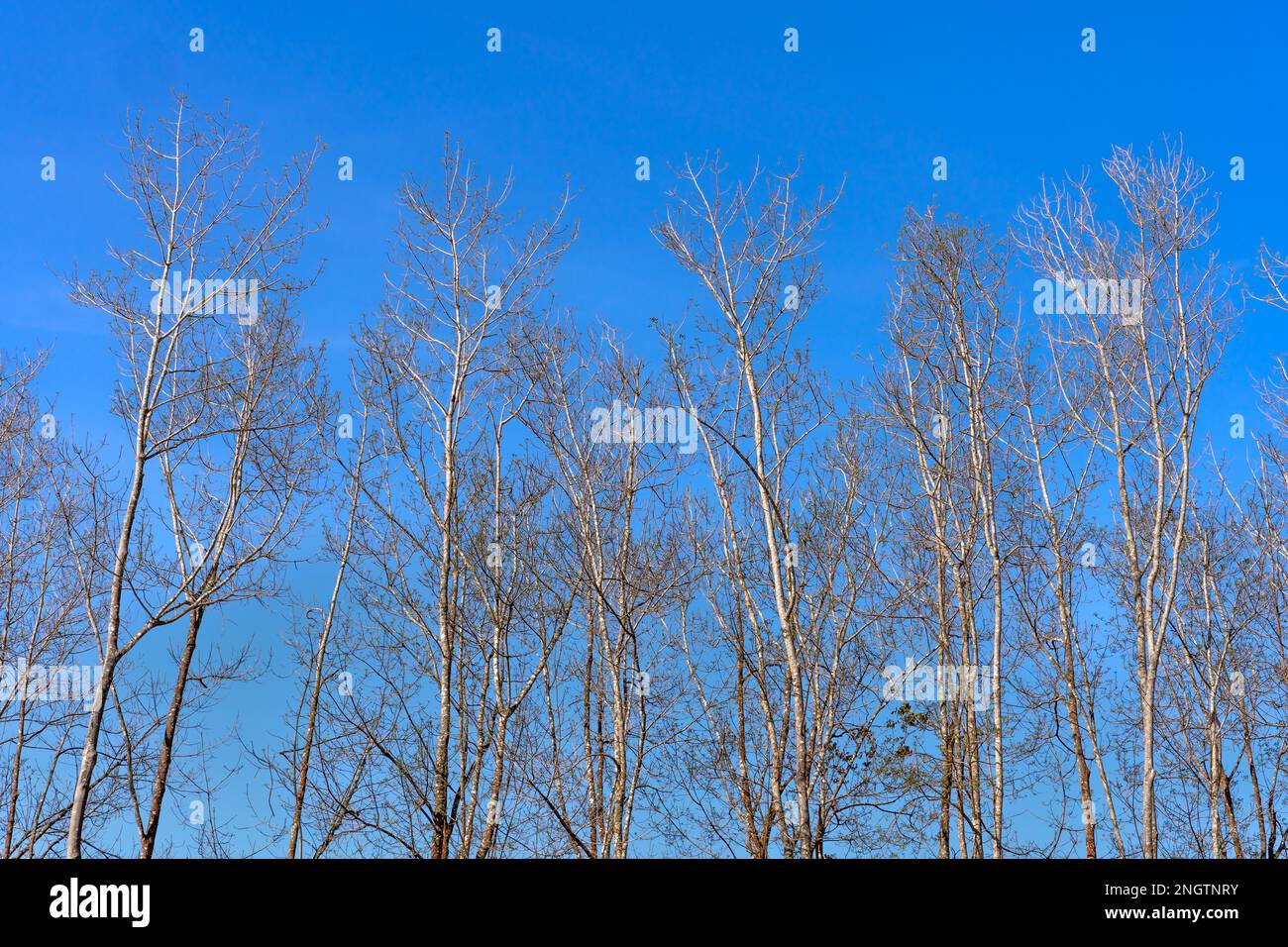 Rows of dry trees on the deep blue sky Stock Photo - Alamy