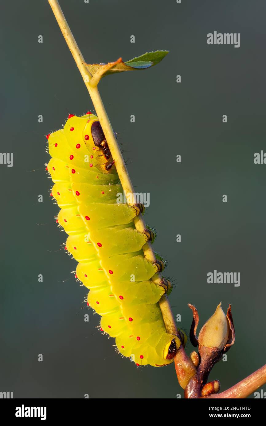 Luna Moth (Actias luna) Early 5th instar larva on Black Walnut (Juglans ...