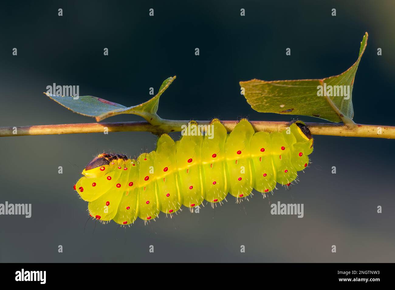 Luna Moth (Actias luna) Early 5th instar larva on Black Walnut (Juglans ...
