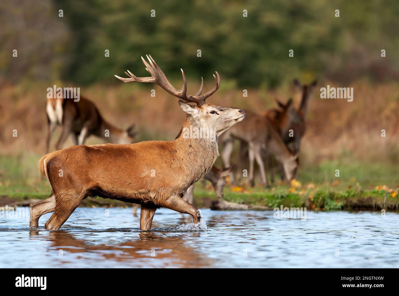 Close-up of a Red deer stag walking in water during rutting season, UK ...