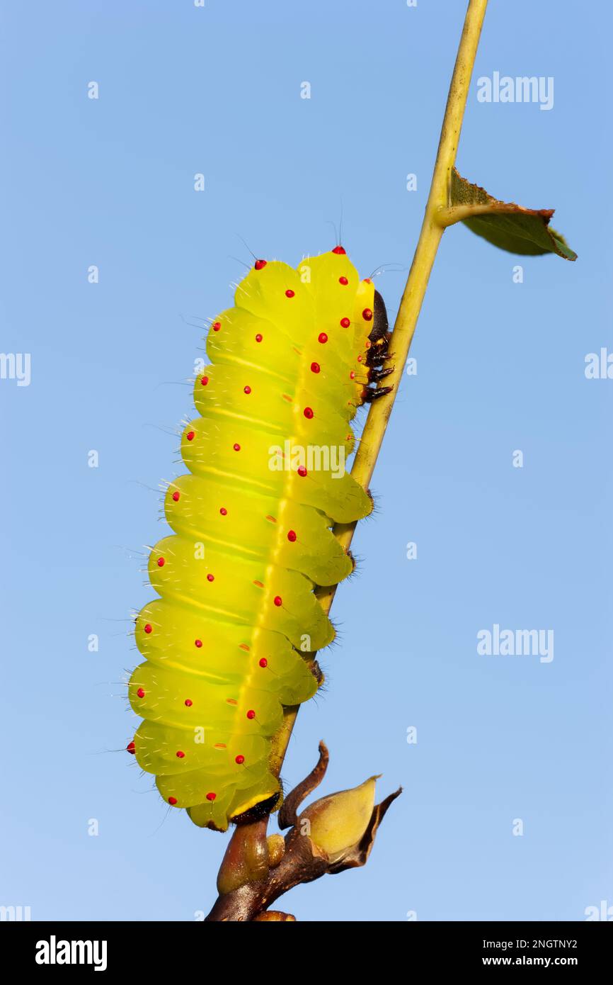 Actias luna caterpillar hi-res stock photography and images - Alamy