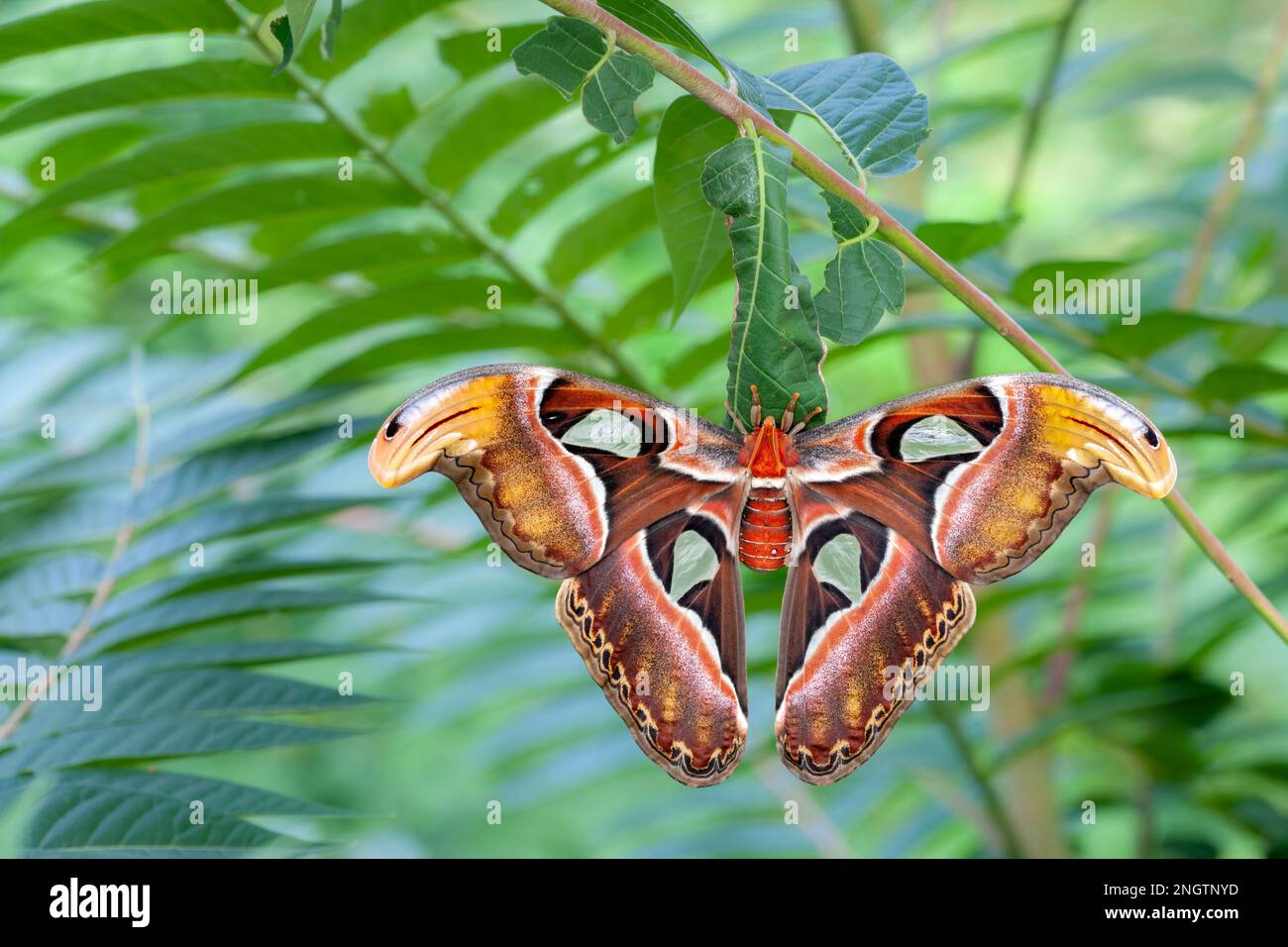 ATLAS MOTH (Attacus atlas) Freshly hatched female sitting on cocoon on ...