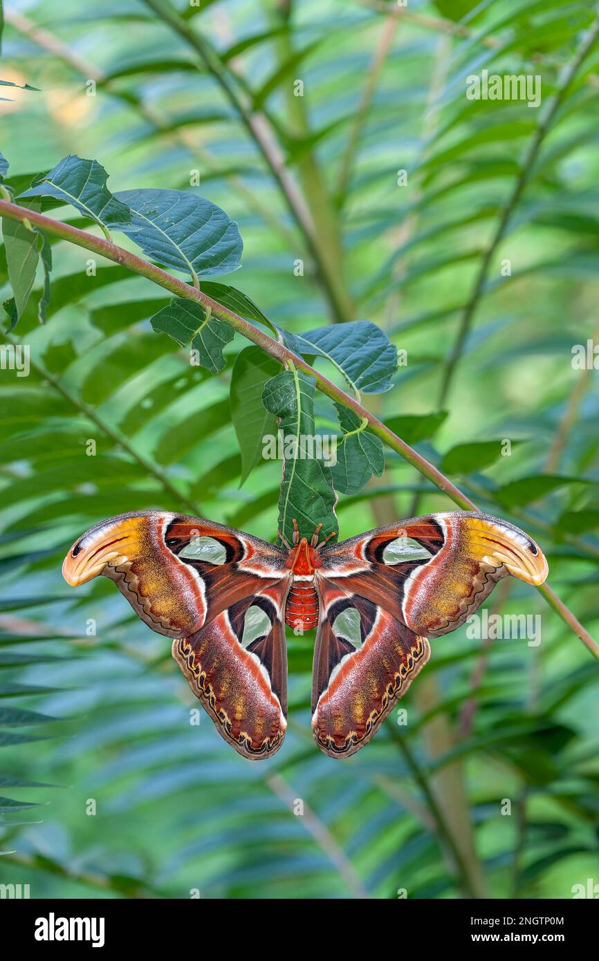 ATLAS MOTH (Attacus atlas) Freshly hatched female sitting on cocoon on ...