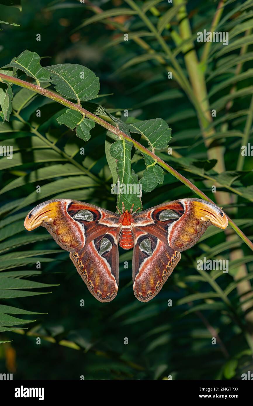 ATLAS MOTH (Attacus atlas) Freshly hatched female sitting on cocoon on ...