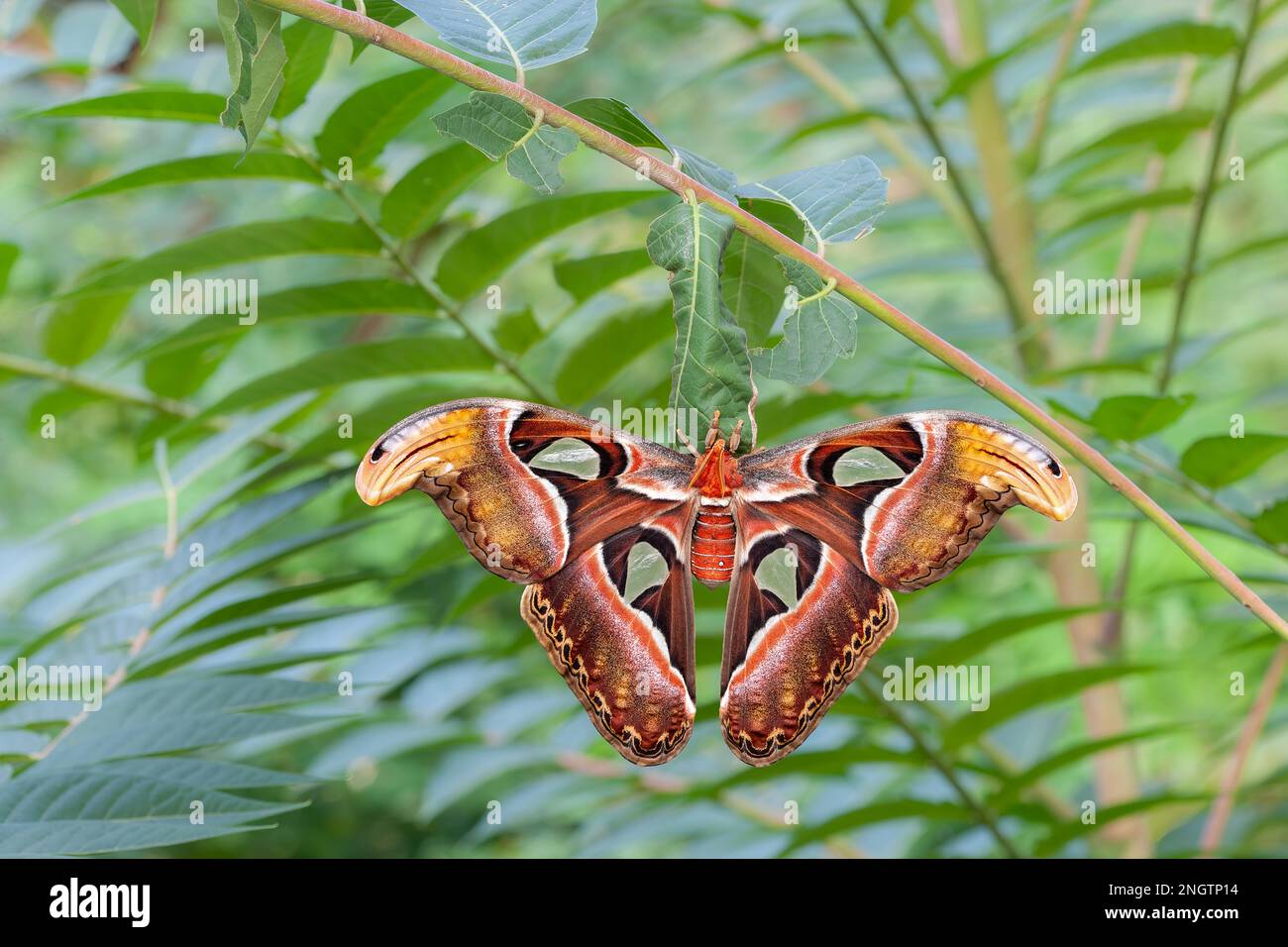 ATLAS MOTH (Attacus atlas) Freshly hatched female sitting on cocoon on Tree-of-Heaven (Ailanthus ...