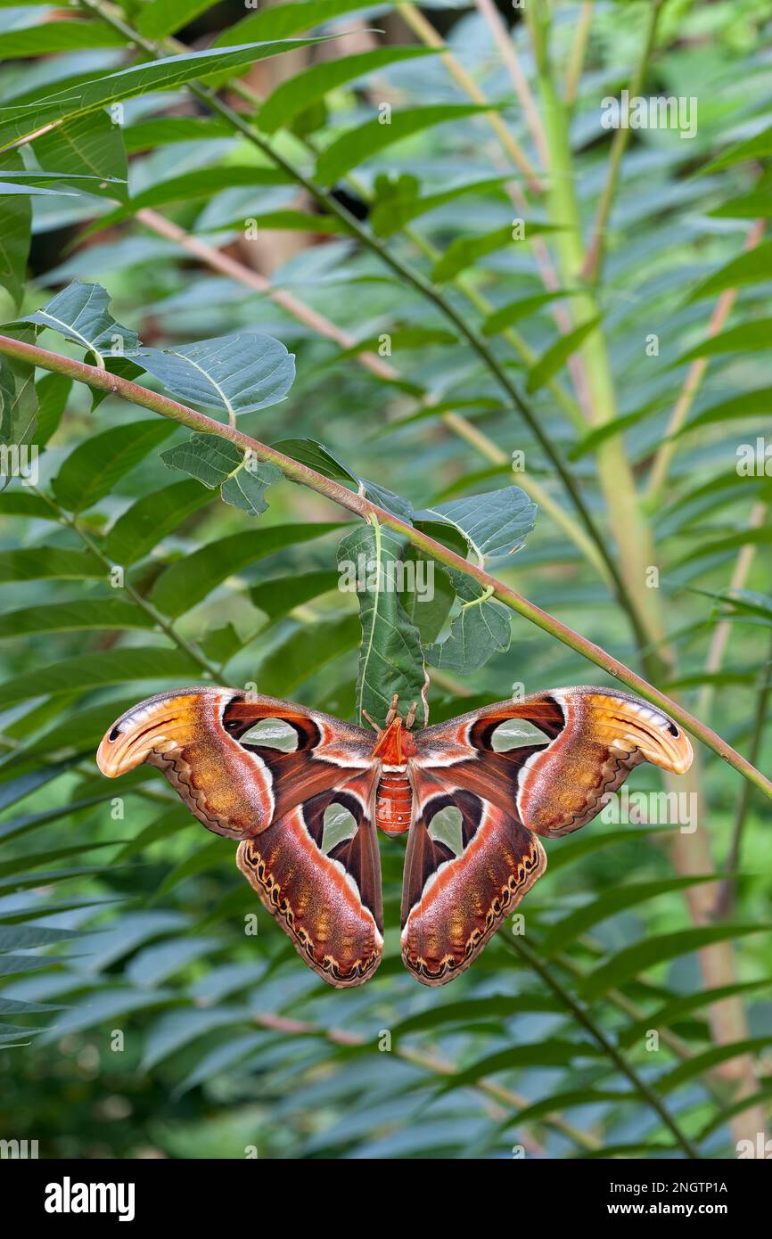 ATLAS MOTH (Attacus atlas) Freshly hatched female sitting on cocoon on ...