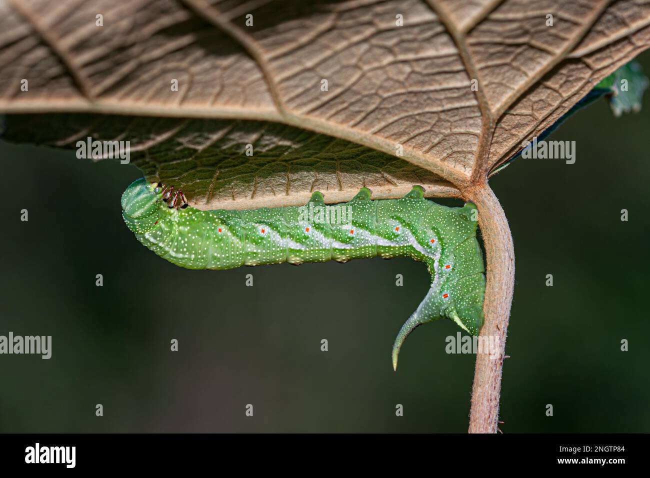 Hog Sphinx aka Virginia Creeper Sphinx (Darapsa myron) larva. This 4th ...